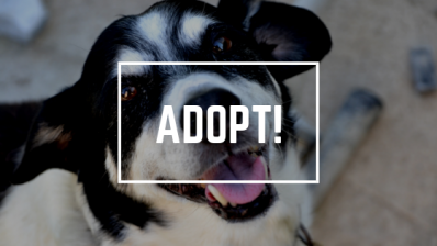 Adopt A Pet This Holiday Season on National Mutt Day - MCLife Phoenix ...